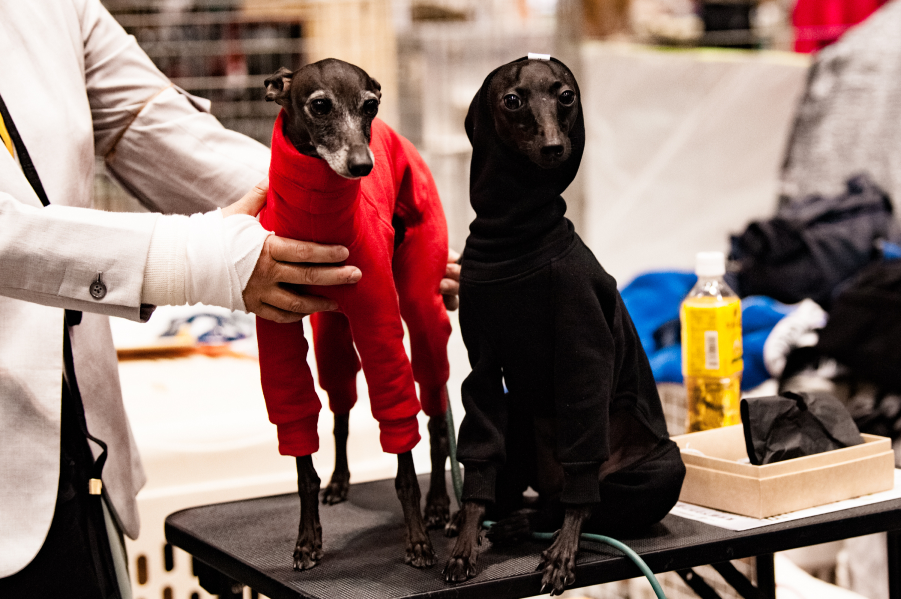 230402 JKC SAKURA ANNUAL SHOW 2023 – IGCOVE